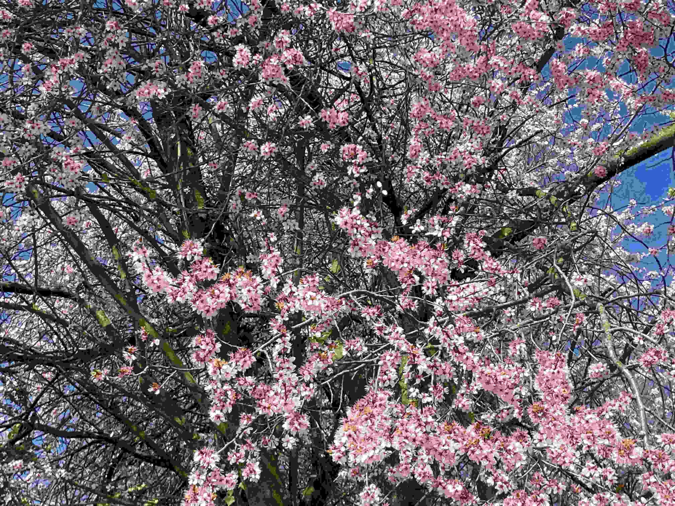 Jetzt zeigt der Frühling sein schönstes Gesicht - ZollikerNews.ch